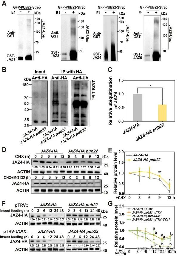浙江大学喻景权课题组发现JAZ蛋白泛素降解途径参与调控JA信号 - 知乎