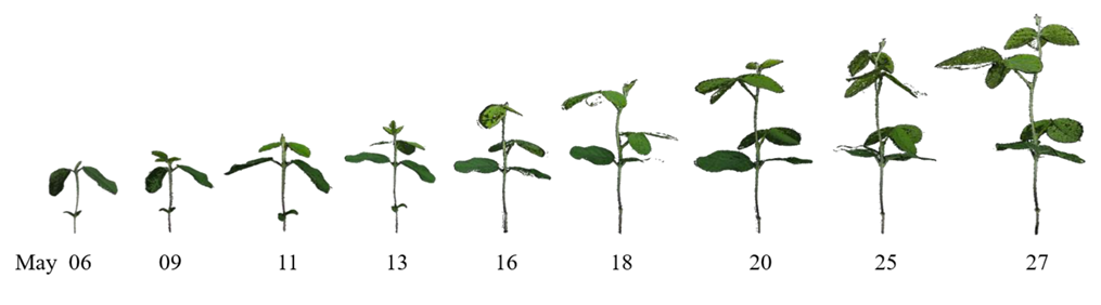 Eff-3DPSeg：使用高效注释点云的三维器官级植物芽分割 - 知乎
