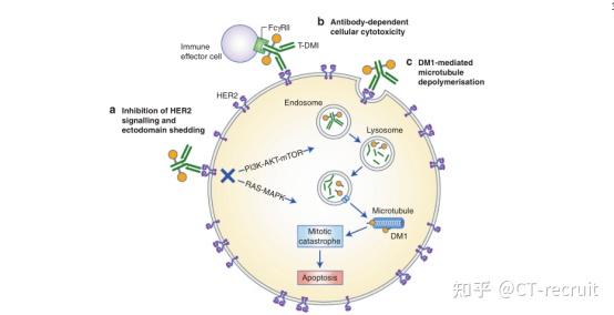 T-DM1 新适应症获批，为HER-2阳性晚期乳腺癌，带来新选择 - 知乎