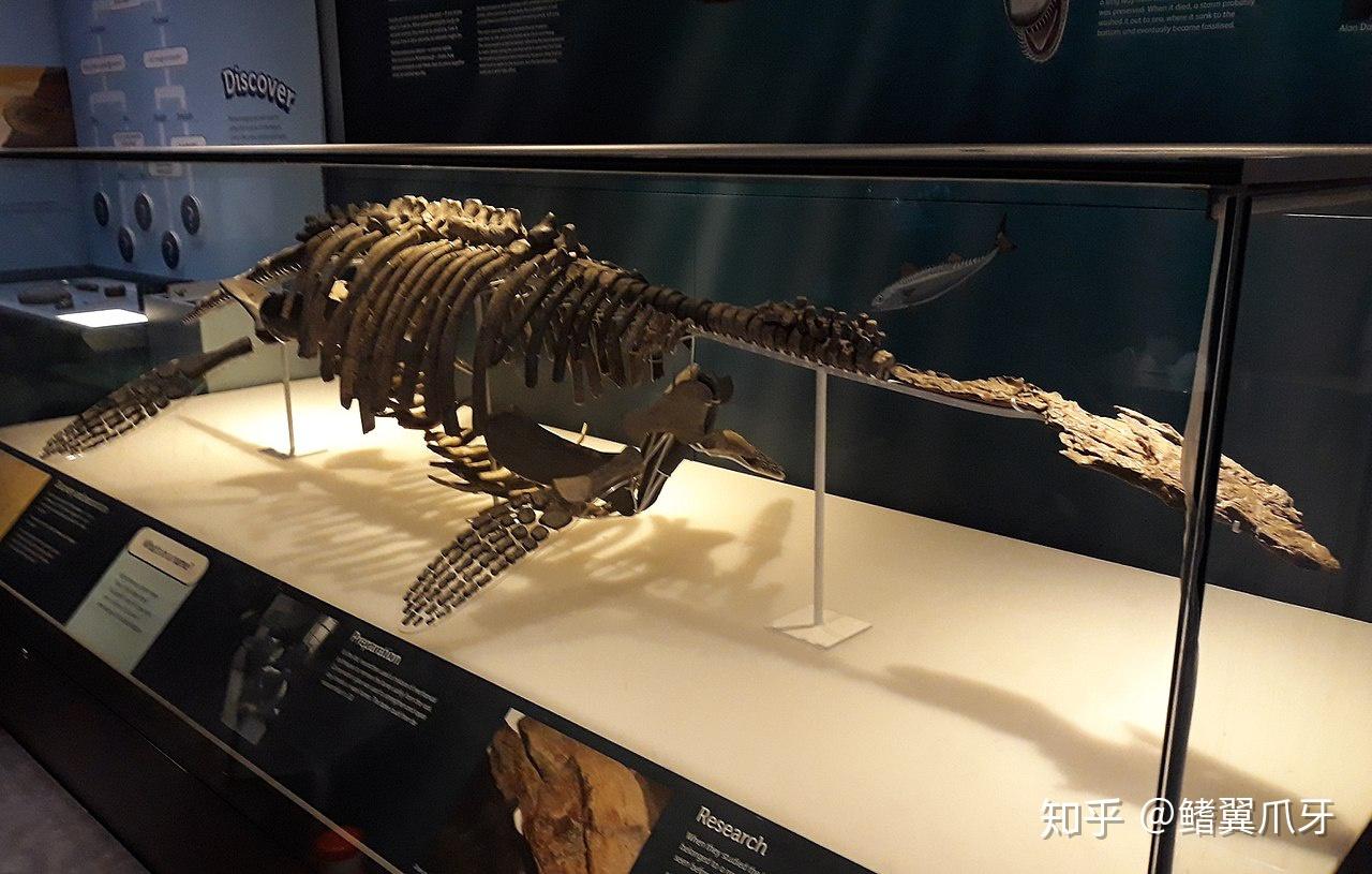 【远古の鳍】上龙科小传2：曳尾泥中待东风，出身寒门可成龙 - 知乎