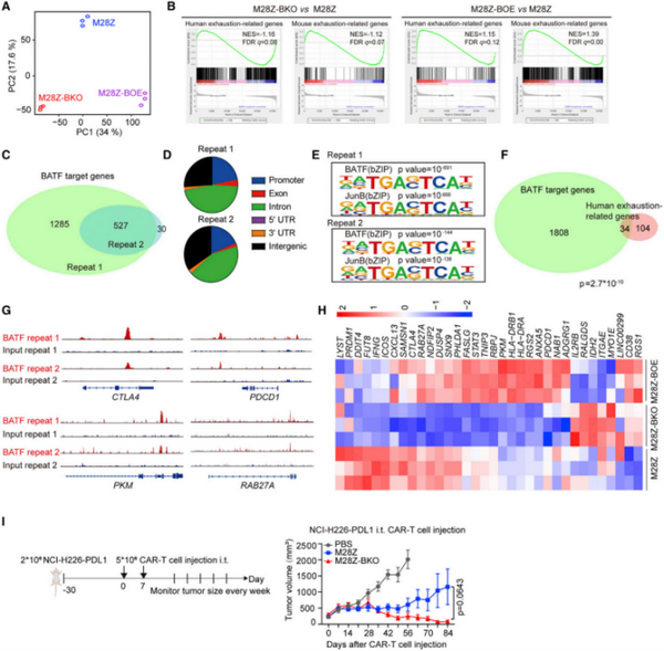 Cancer Cell & ChIP-seq助力揭示BATF缺失可增加CAR-T细胞抗肿瘤活性的研究 - 知乎