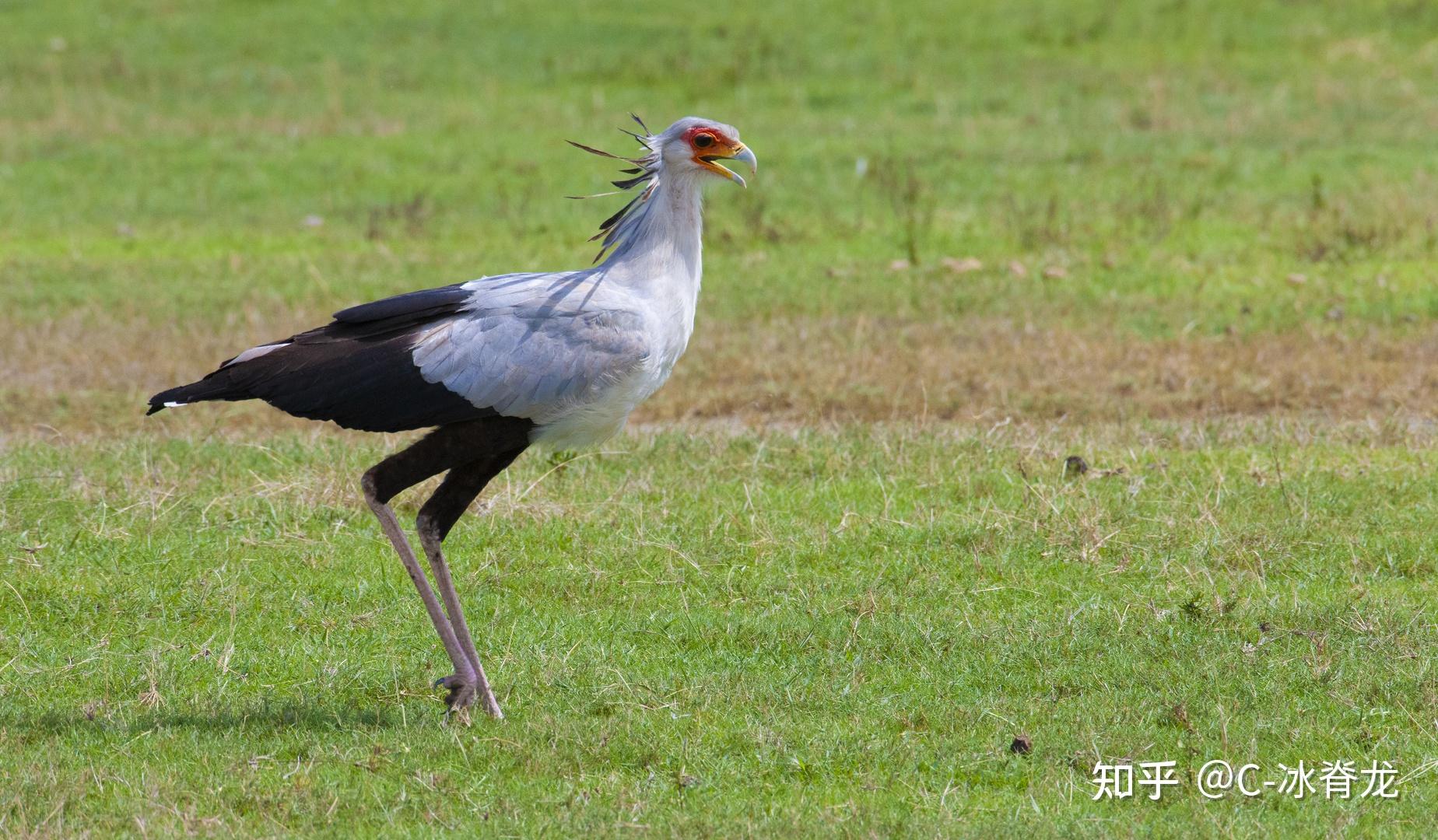 【神秘动物学】玛卡拉拉（Makalala） - 知乎