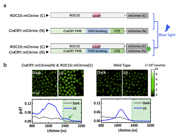 Commun Biol︱谭砚文/刘海广团队合作揭示隐花色素的光响应构型变化及分子作用机制 - 知乎