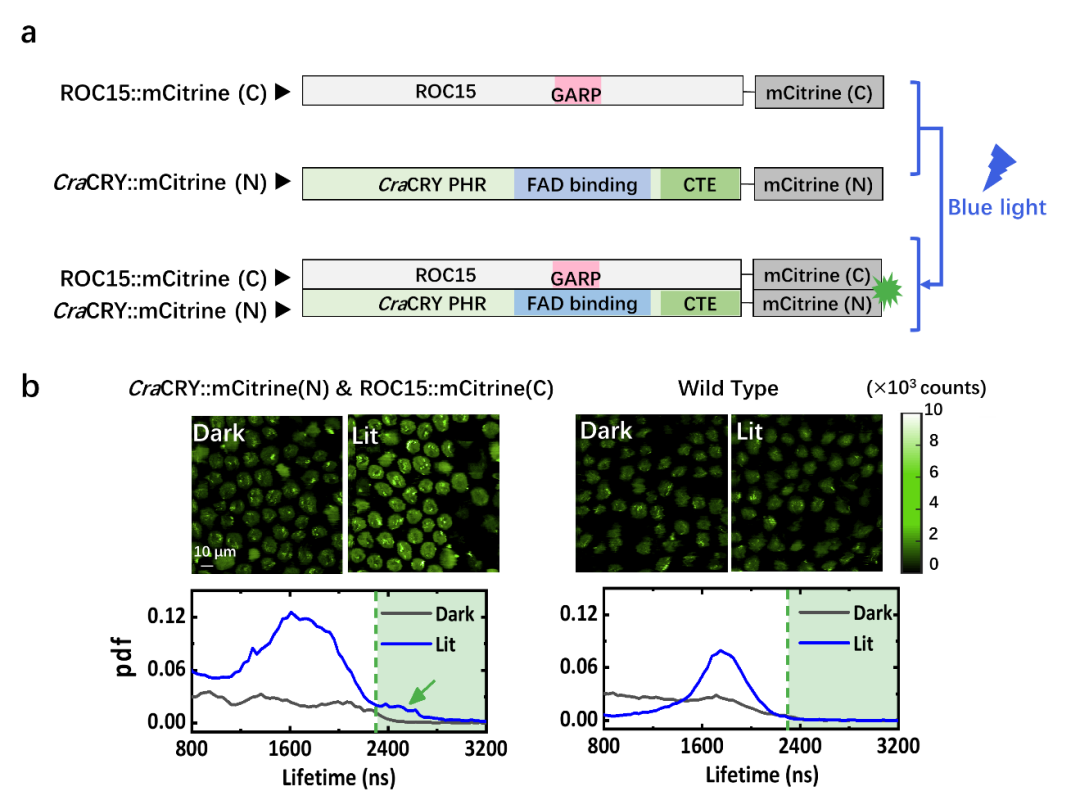 Commun Biol︱谭砚文/刘海广团队合作揭示隐花色素的光响应构型变化及分子作用机制 - 知乎