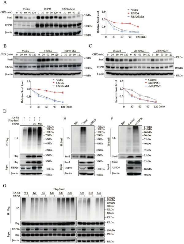 USP26通过稳定Snail促进食管鳞状细胞癌转移 - 知乎