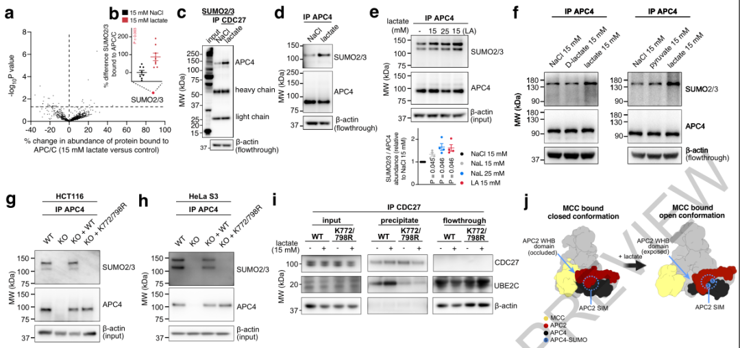 Nature | 乳酸调控关键蛋白SUMO化修饰以控制细胞周期和增殖 - 知乎