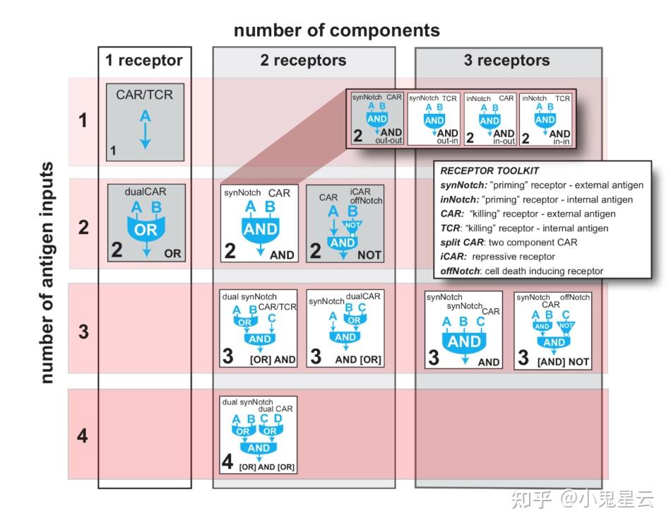 Science: CAR-T细胞逻辑门的实现-synNotch - 知乎
