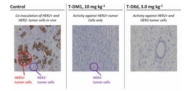 回顾“神药T-DXd（DS-8201）”的研发历程 - 知乎