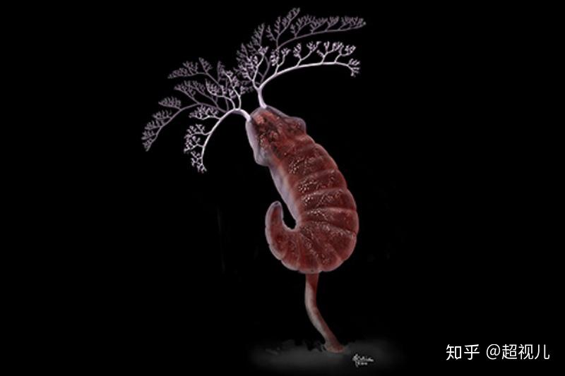 寒武纪大爆发爆出了什么? - 知乎