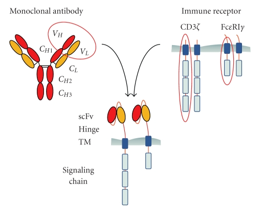 【干货】CAR-T载体的每个元件的功能介绍 - 知乎