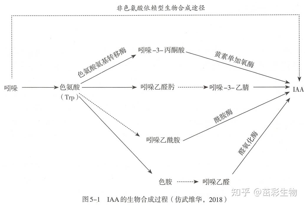 吲哚乙酸（IAA） - 知乎