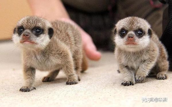 你需要得开源入侵检测系统都在这里 - 知乎