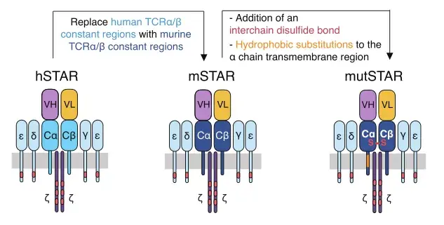 STAR-T: 兼具CAR-T和TCR-T优势，治疗实体瘤的新策略 - 知乎