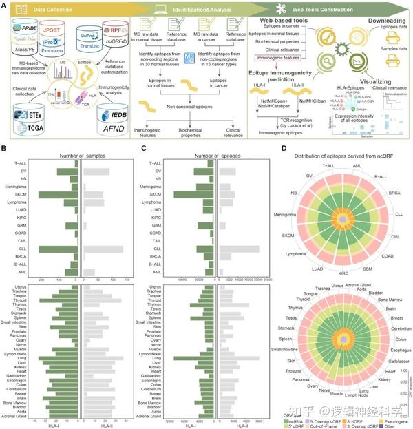 NAR︱哈尔滨医科大学李霞/徐娟教团队识别非编码区域的HLA呈递的免疫表位图谱 - 知乎