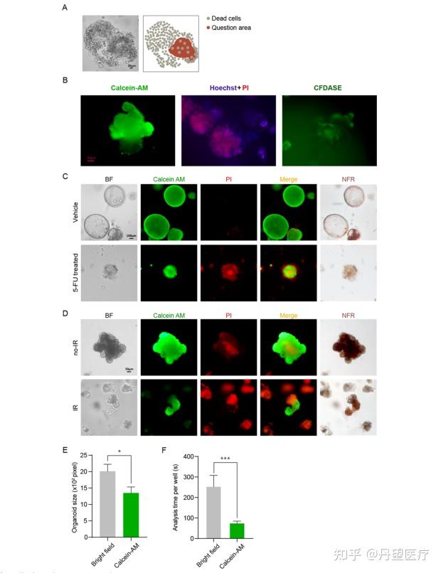解析CTG法与图像法在类器官药物筛选中的差异 - 知乎