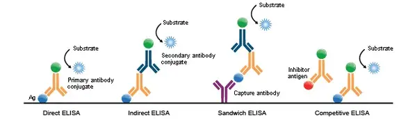干货分享 | 生物活性检测系列四：ELISA - 知乎
