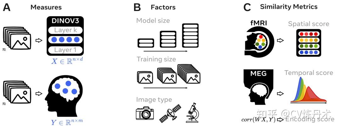 DINOv3确实很“类脑”！Meta 深度揭秘 DINOv3 “类脑” 密码：模型、训练、数据三重影响 - 知乎