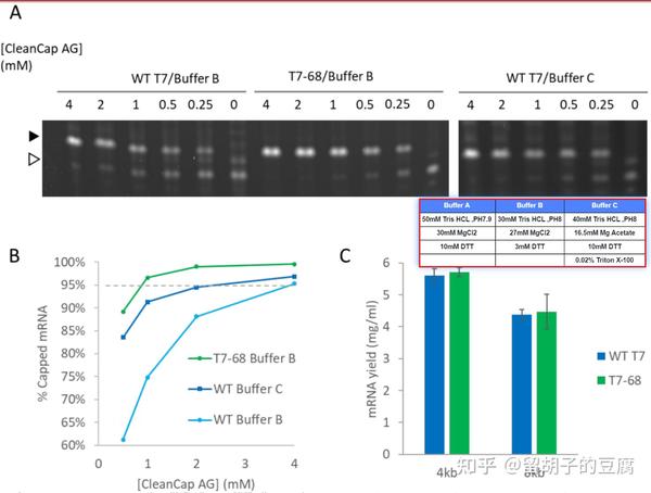 Codexis开发以低浓度帽子类似物实现极高加帽率的T7聚合酶，同时还可抑制dsRNA形成。 - 知乎