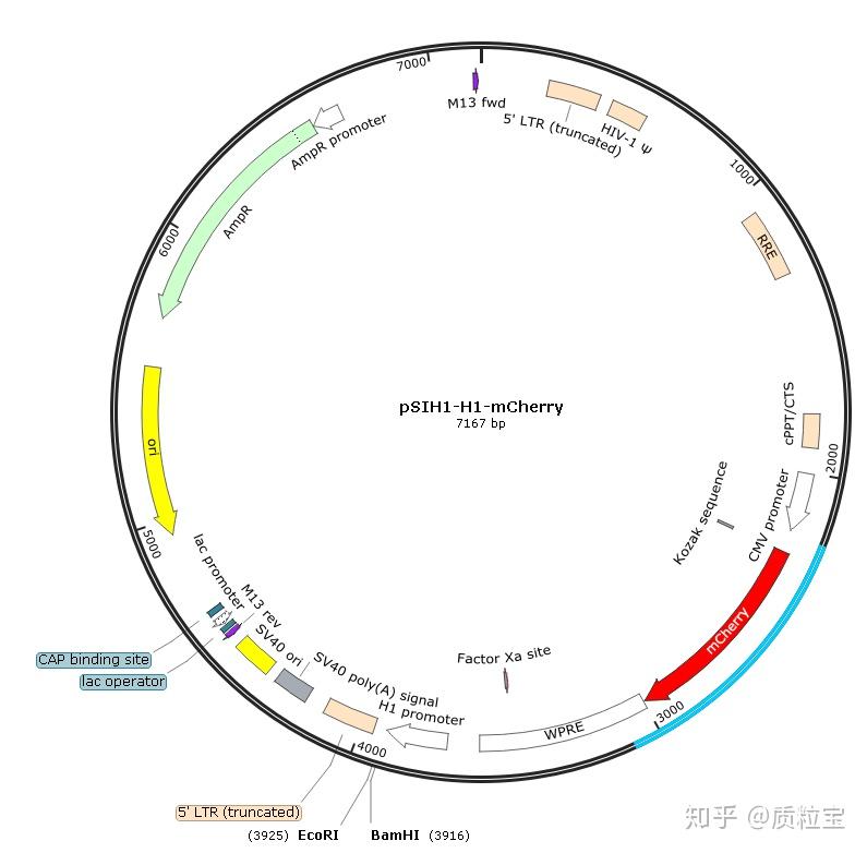 pSIH1-H1-mCherry 慢病毒shRNA载体 RNAi载体 mcherry - 知乎