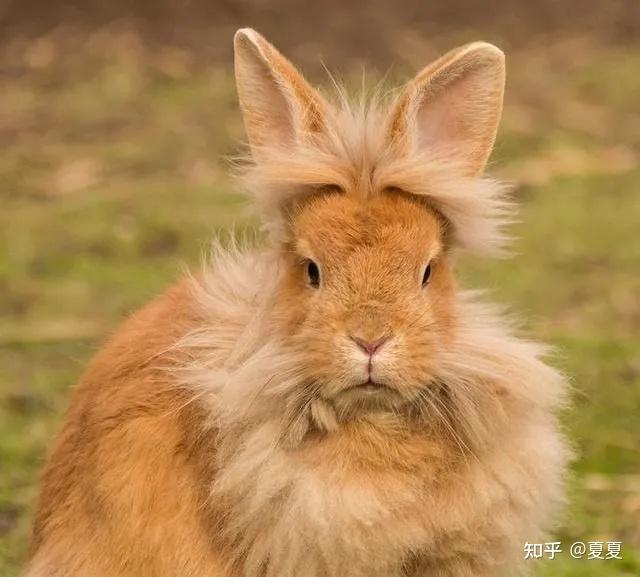 16型人格动物具象续：熊猫兔！白色猫头鹰！看看你是什么 - 知乎