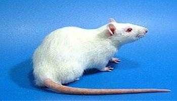 【干货】实验室常用大鼠品系 - 知乎