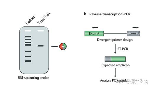 circRNA基因敲除细胞株的经典方法及案例 - 知乎