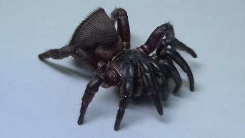 在家养白额高脚蛛吃蟑螂靠谱吗? - 知乎