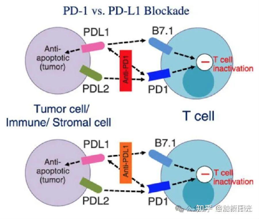 PD-1与PD-L1有啥区别 - 知乎