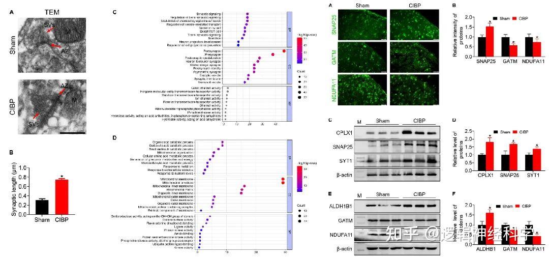 Front Mol Neurosci︱湖北科技学院医学部朱海丽团队揭示骨癌痛大鼠脊髓组织蛋白质 组学变化 - 知乎
