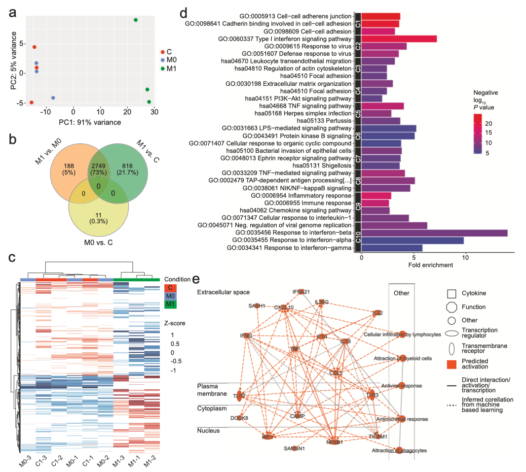 Nature子刊丨使用人 iPSC 衍生的肝细胞和巨噬细胞对炎症诱导的肝脏胰岛素抵抗进行建模和治疗靶向 - 知乎