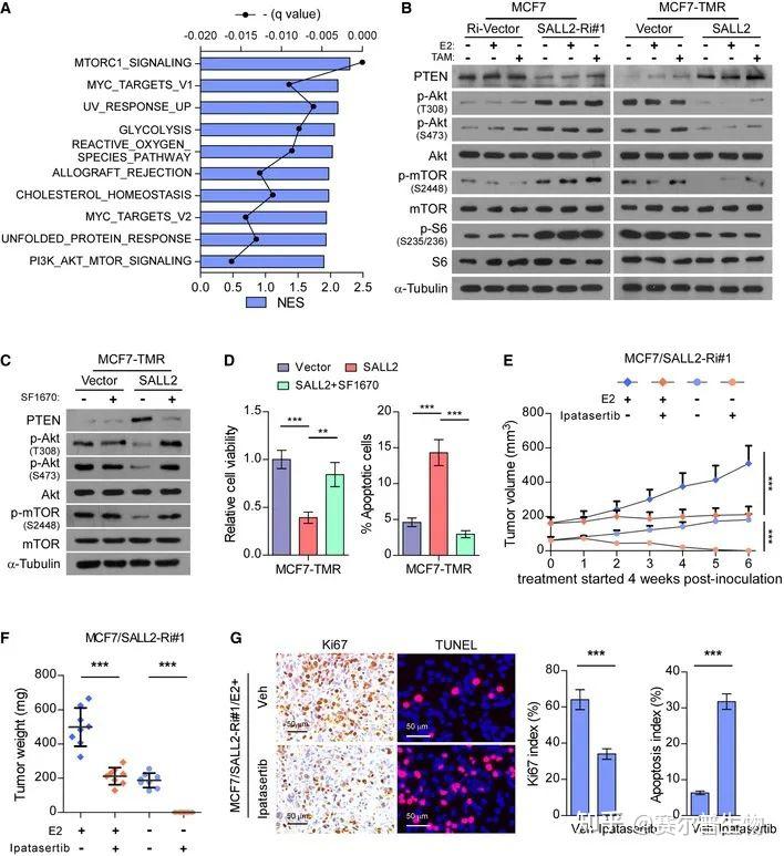 PI3K-Akt信号通路详解：通路激活+通路组成+通路串联+通路检测… - 知乎