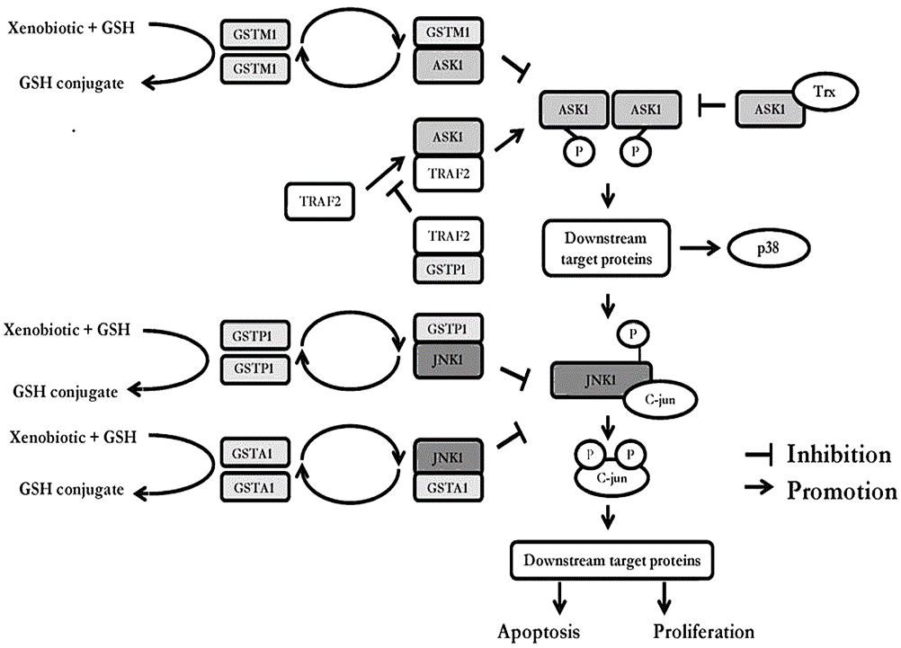 体外谷胱甘肽结合模型的研究策略和应用 - 知乎