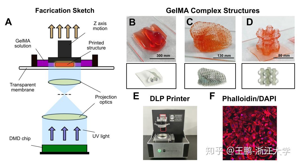 甲基丙烯酸酐化明胶（GelMA）生物3D打印操作教程 - 知乎