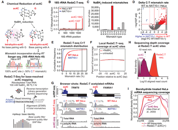 ac4C RedaC:T-seq（单碱基测序） - 知乎