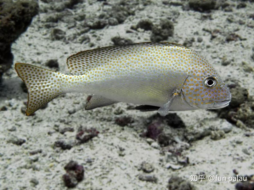 物种丨海底时尚界变身小达人-甜唇鱼 - 知乎