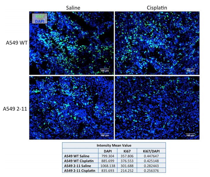基因敲除A549细胞系你不能错过的文章-源井生物 - 知乎
