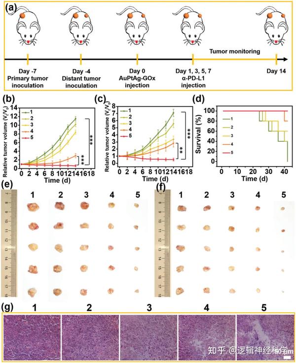 Adv Sci︱中科院长春应化所林君/山东大学李春霞团队合作发现贵金属纳米酶AuPtAg-GOx通过饥饿治疗增强温和光热治疗诱导协同的肿瘤免疫治疗 - 知乎