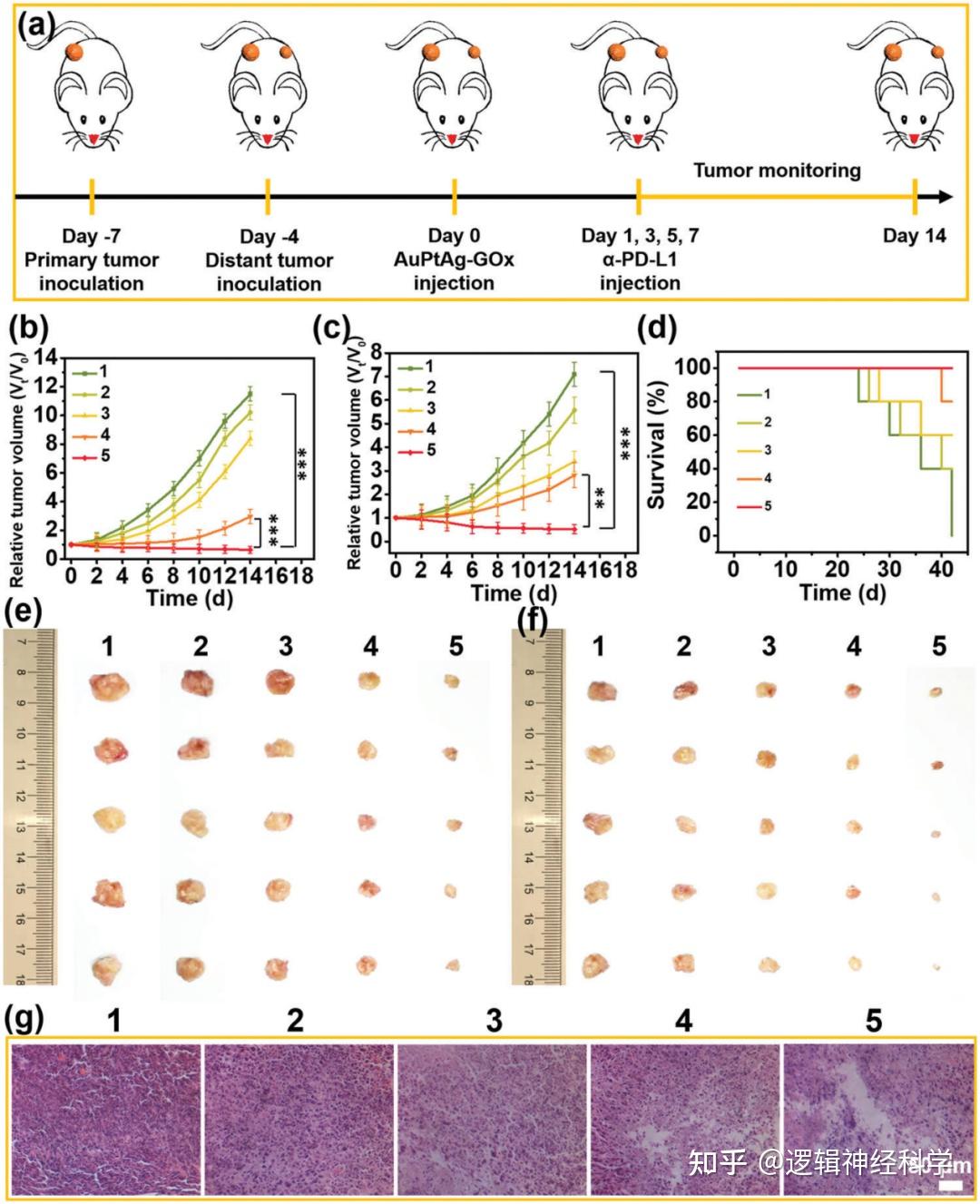 Adv Sci︱中科院长春应化所林君/山东大学李春霞团队合作发现贵金属纳米酶AuPtAg-GOx通过饥饿治疗增强温和光热治疗诱导协同的肿瘤免疫 ...