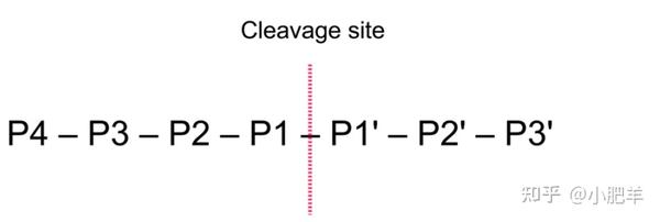 关于蛋白质文献中常见的P1、P2、P3...究竟指什么玩意？ - 知乎