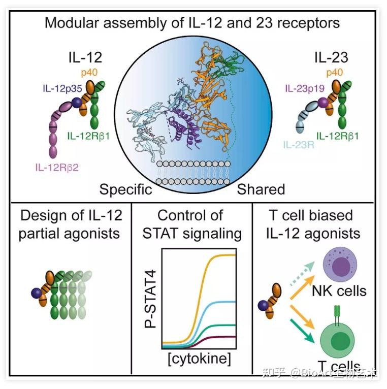 Cell | 突破IL-12治疗瓶颈，独特结构带来肿瘤免疫治疗新策略 - 知乎
