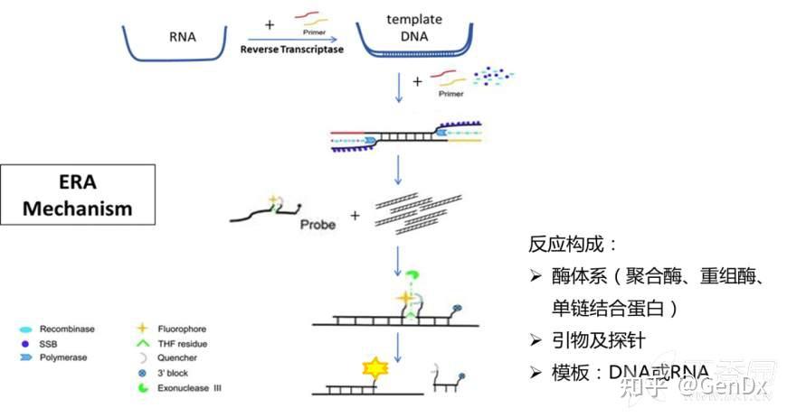 一文搞定恒温扩增分子诊断（RPA/ERA） - 知乎
