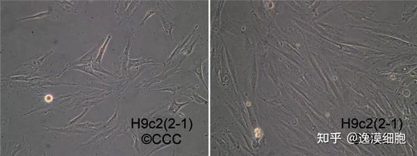 H9C2细胞培养操作技巧分享 - 知乎
