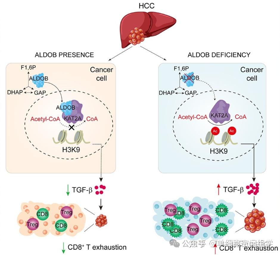 Hepatology | 中国科学院上海营养健康所尹慧勇教授团队发现ALDOB调控TGFB1基因表达，为肝癌免疫治疗提供新策略 - 知乎