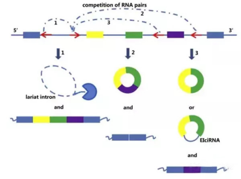 circRNA——RNA研究领域升起的新星 - 知乎
