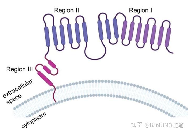 临床案例分享:高活性MSLN靶向的CAR-T细胞疗法导致两例严重肺毒性事件 - 知乎
