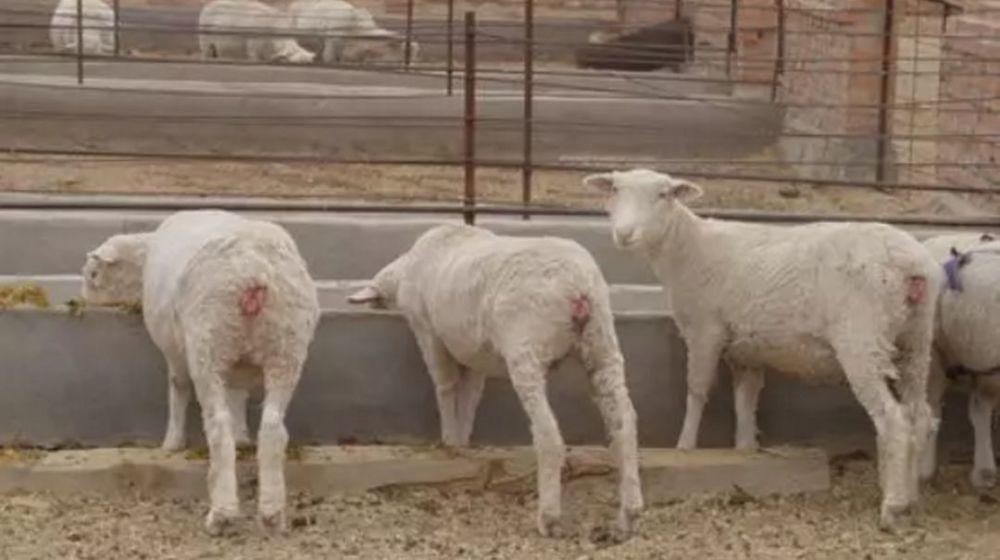 为什么肉羊早期要断尾? - 知乎