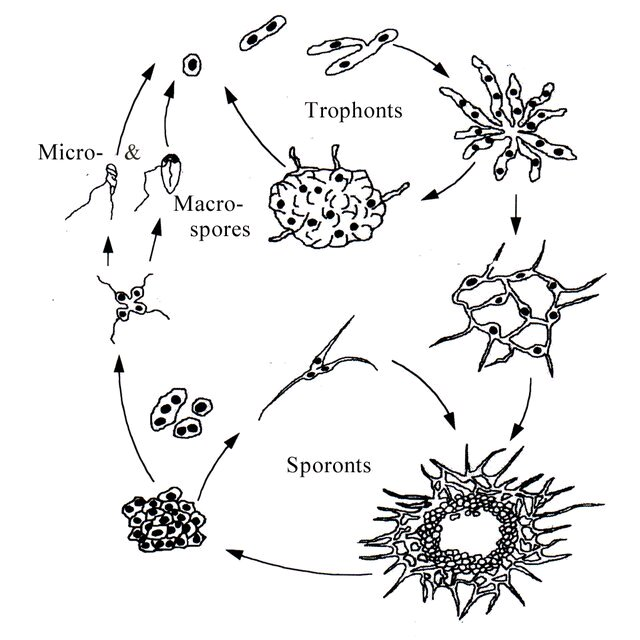 单减虫门Miozoa：这究竟是鞭毛的扭曲还是质体的沦丧 - 知乎