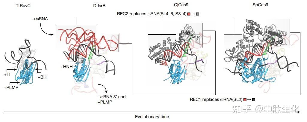 张锋最新论文：CRISPR-Cas9的祖先IscB-ωRNA的结构和功能机制 - 知乎