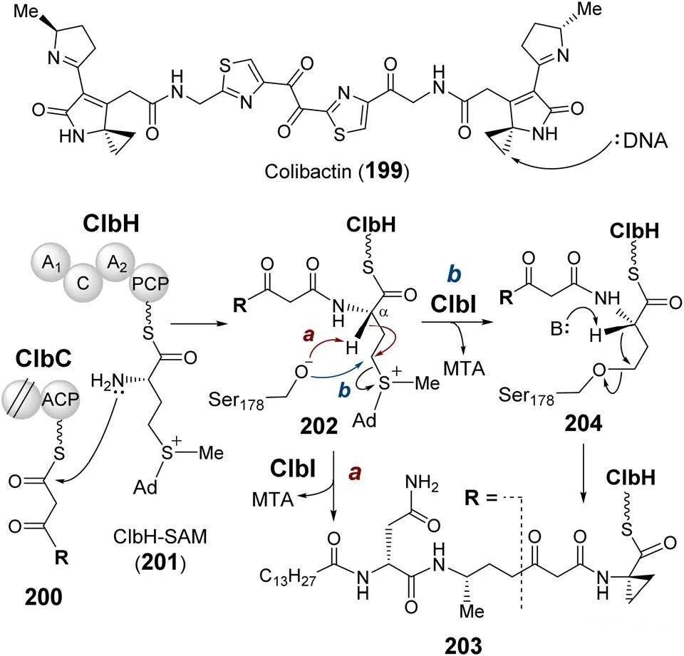 刘鸿文教授NPR综述│SAM不仅仅是甲基供体 - 知乎