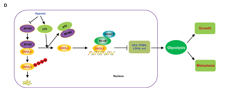 Adv Sci︱叶棋浓团队发现OVOL2对乳腺癌有氧糖酵解转录的抑制作用 - 知乎